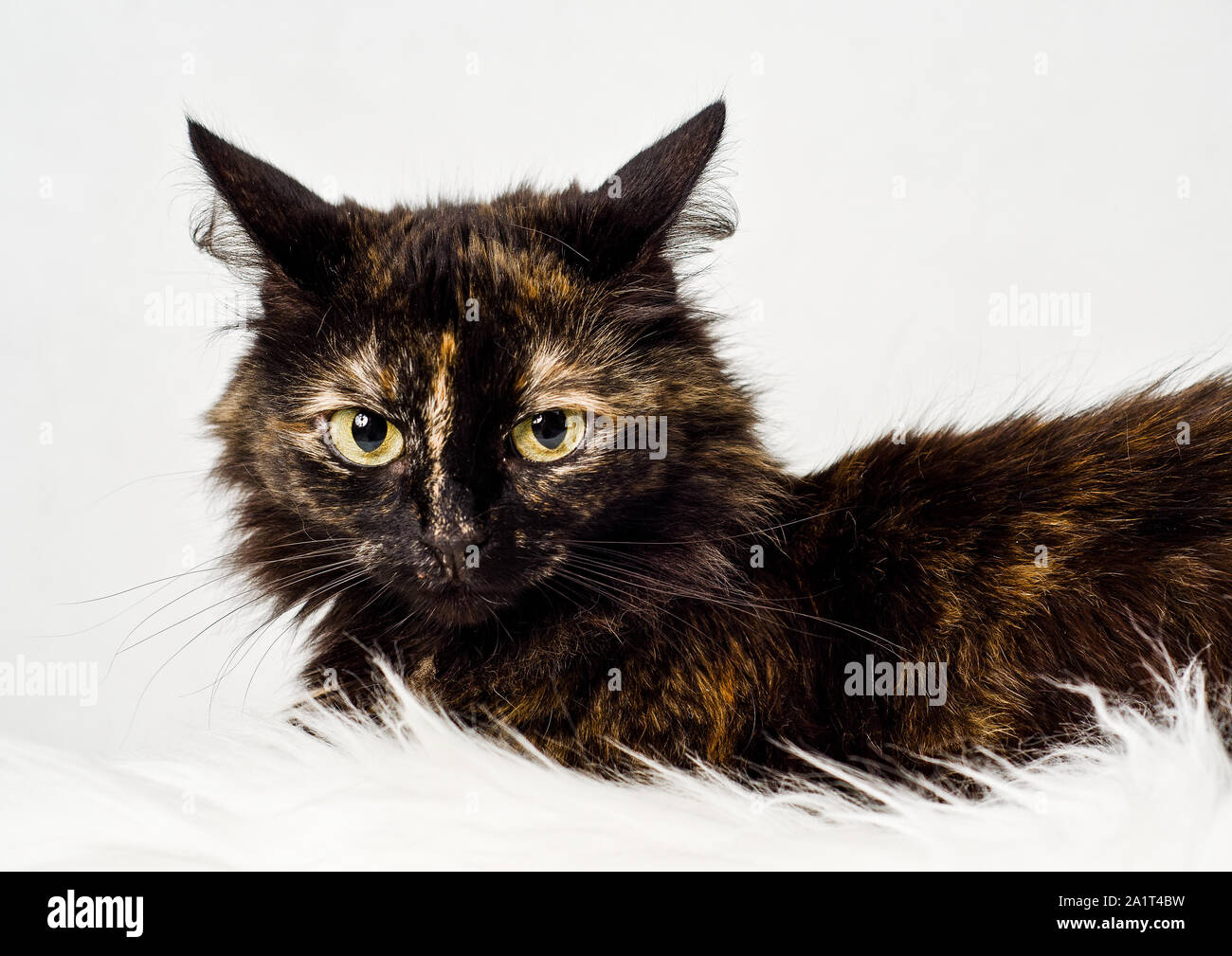Tortoiseshell cat with angry expression lying on white fake fur with ...