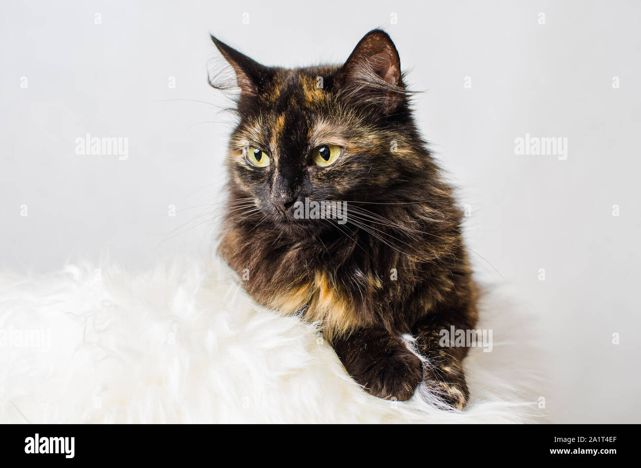 Long hair tortoiseshell cat hi-res stock photography and images - Alamy