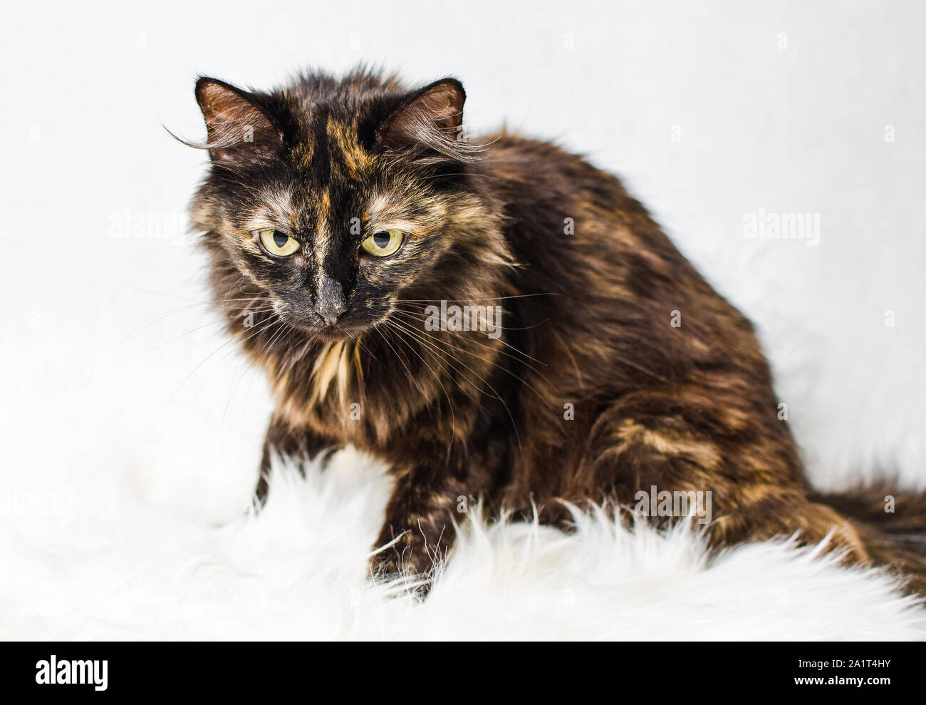 Tortoiseshell cat female sitting in the fake fur on white background ...
