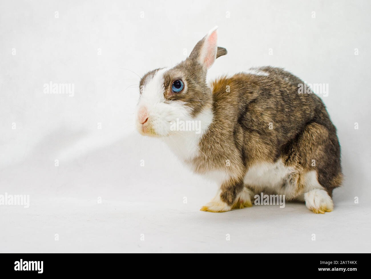 Grey dwarf rabbit with pink ears and blue eyes on light background ...