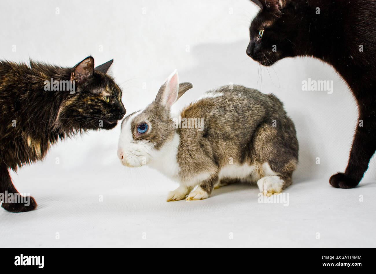 Tortoiseshell rabbit hi-res stock photography and images - Alamy