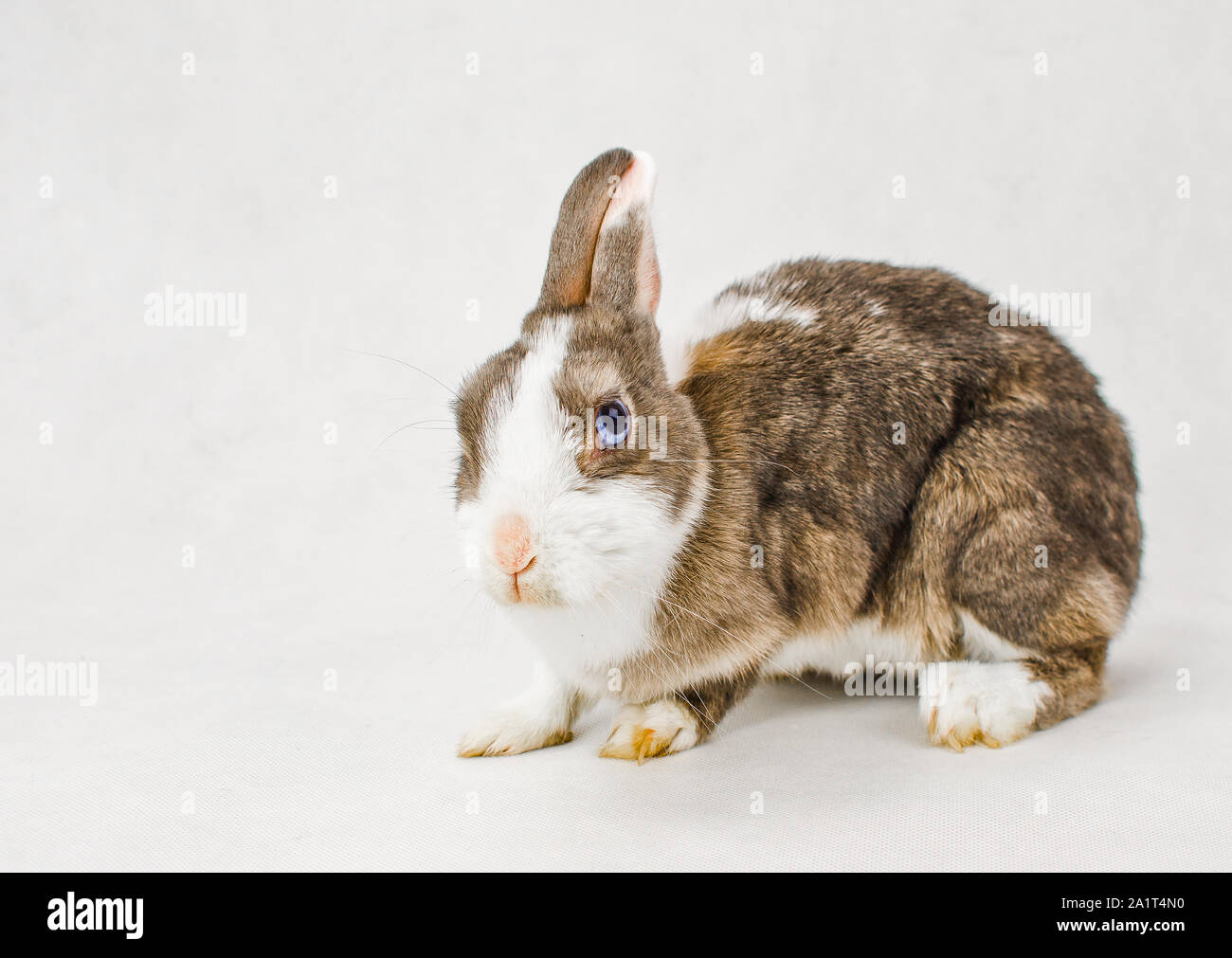 Grey dwarf rabbit with pink ears and blue eyes on light background ...