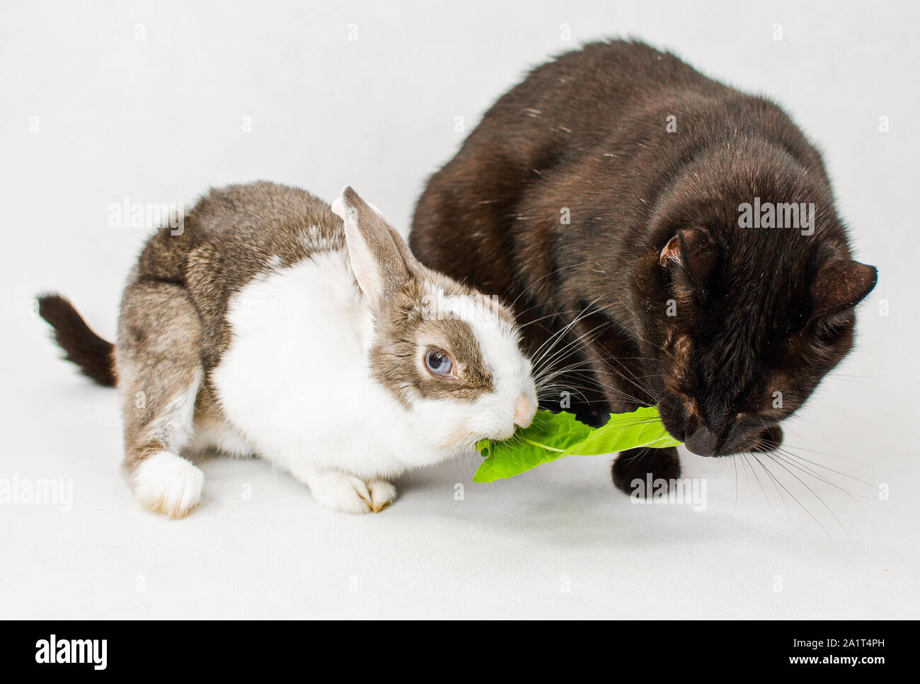 Dwarf rabbit with black cat sharing and eating one juicy dandelion leaf ...