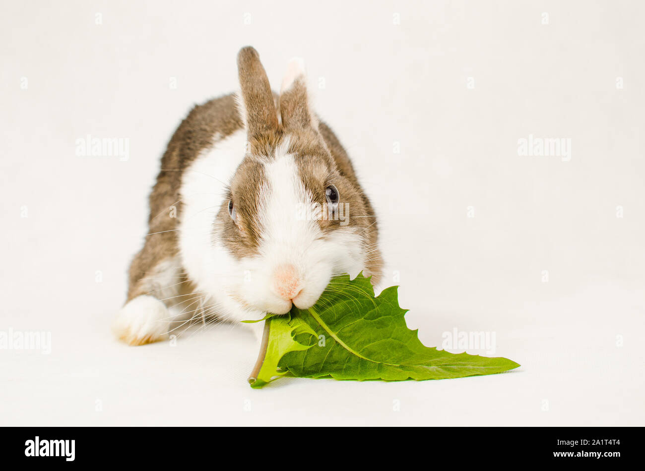 Grey and white dwarf rabbit with blue eyes bite in two green sappy ...