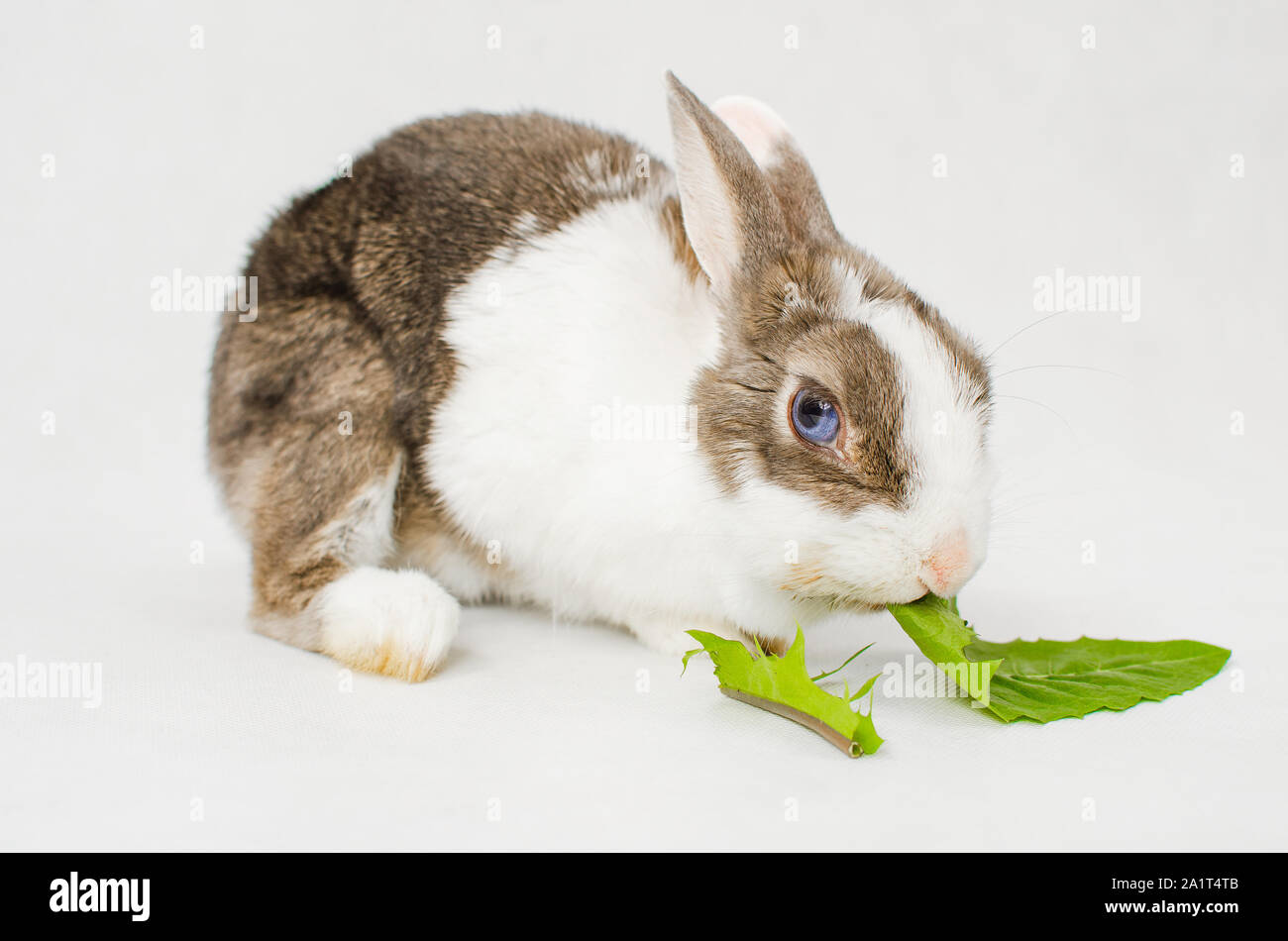 Grey and white dwarf rabbit with blue eyes bite in two green sappy ...