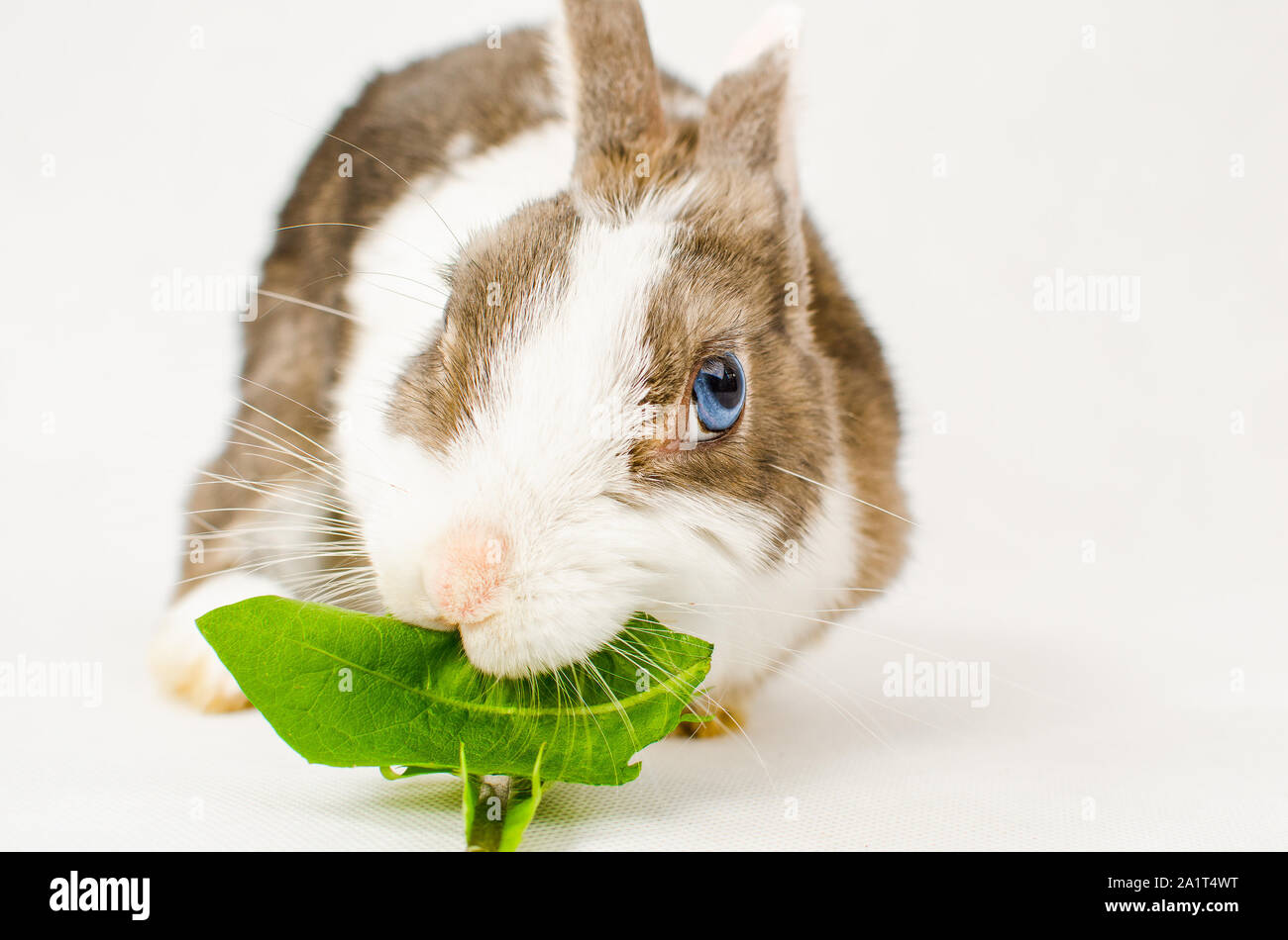 Grey and white dwarf rabbit with blue eyes eating green sappy dandelion ...