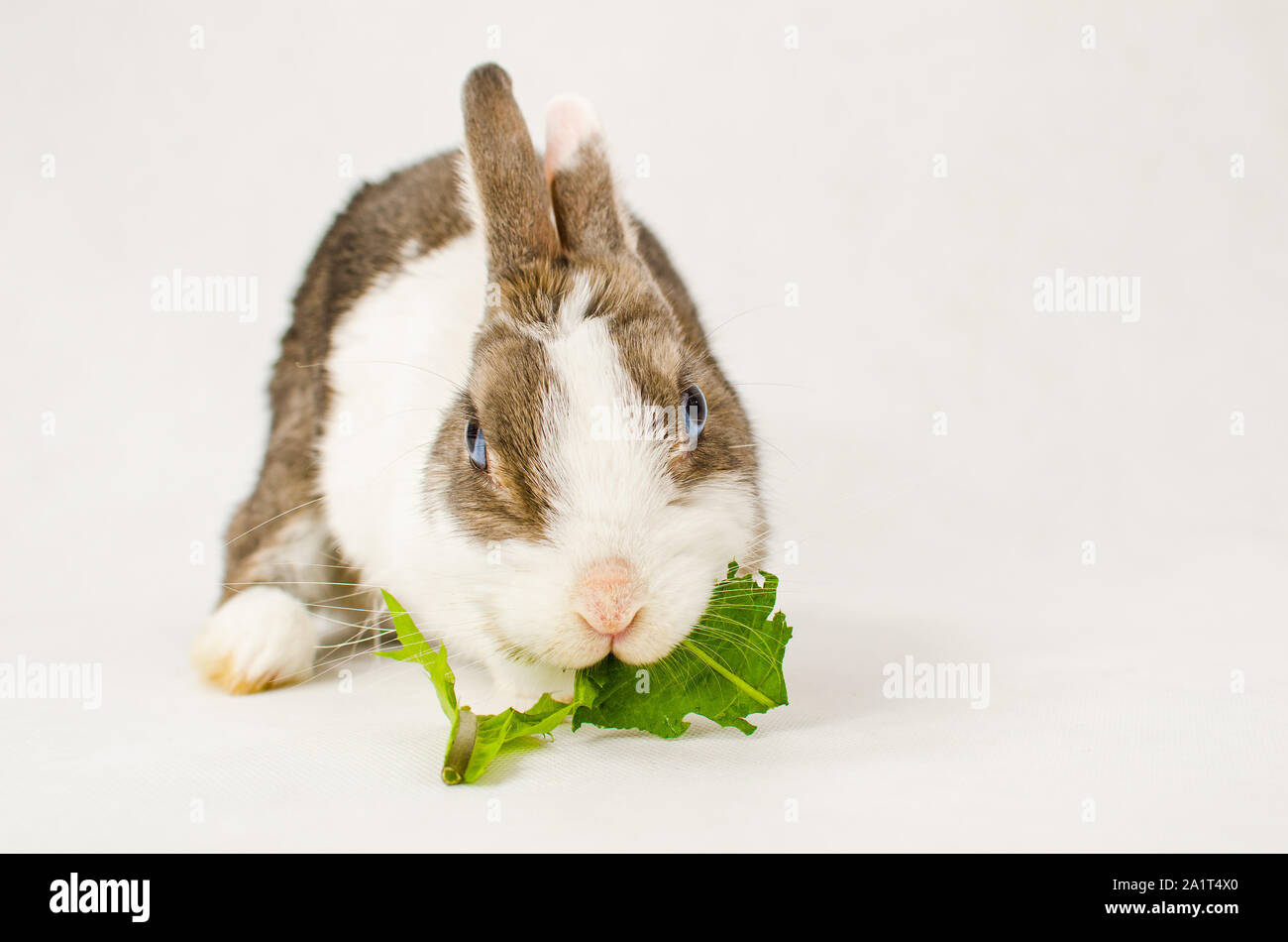 Grey and white dwarf rabbit with blue eyes bite in two green sappy ...