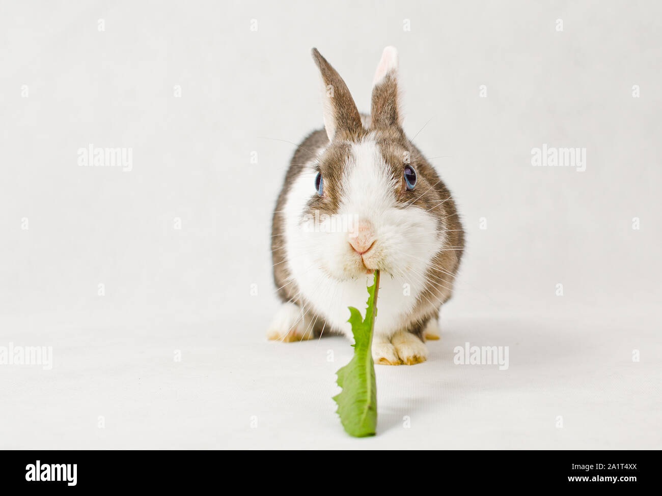 Grey and white dwarf rabbit with blue eyes eating green sappy dandelion ...