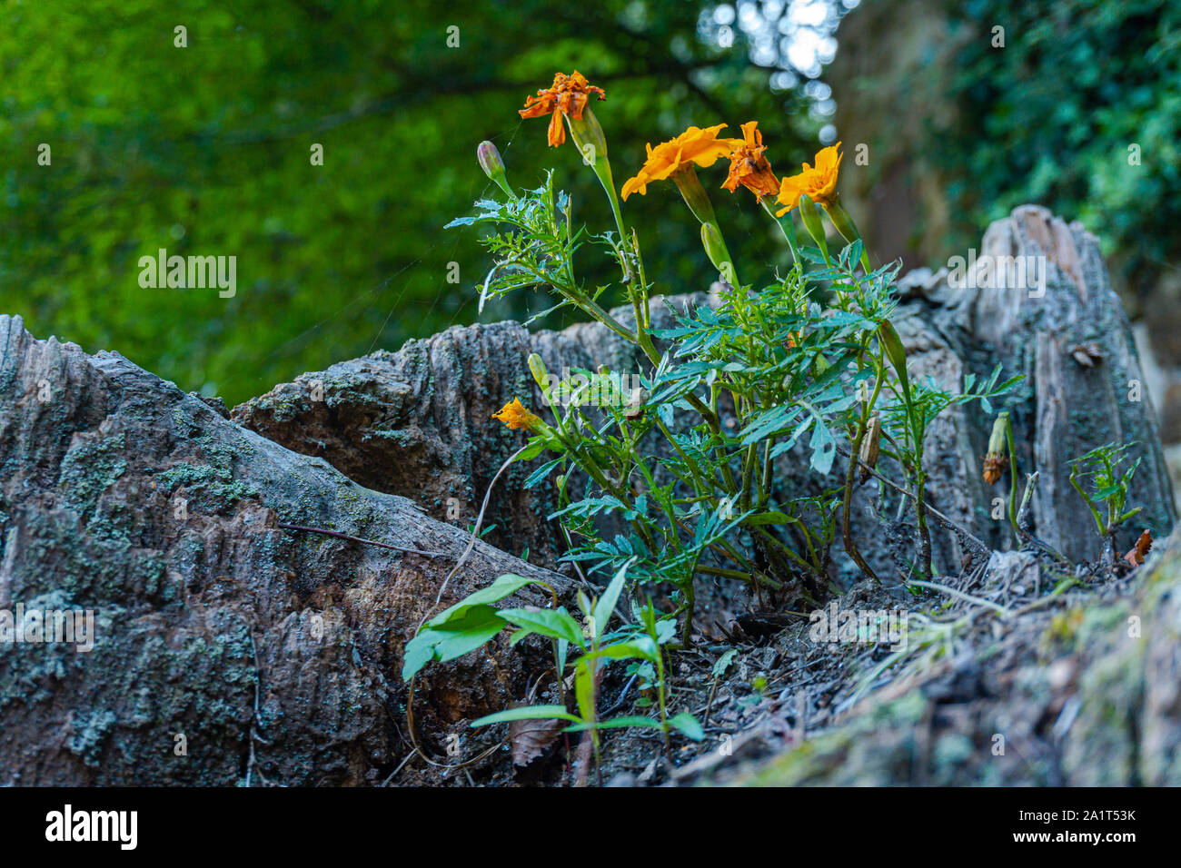 Close-Up Of Yellow Flower Growing On Tree Trunk Stock Photo - Alamy