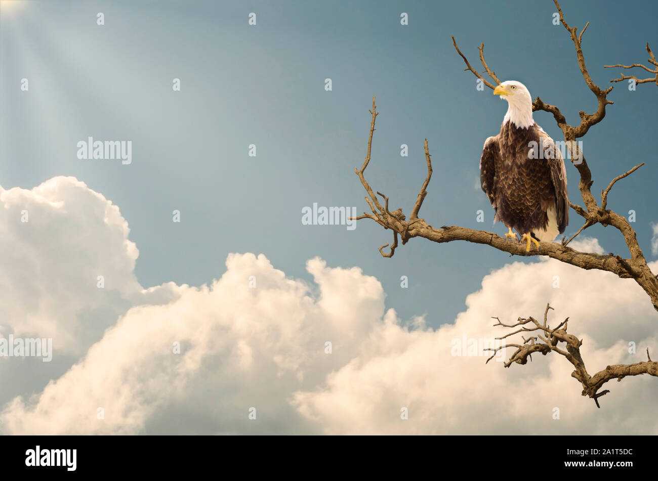 Mighty eagle hi-res stock photography and images - Alamy