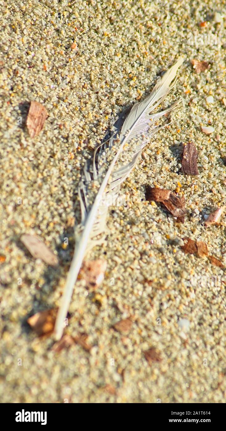 Wet feather hi-res stock photography and images - Alamy