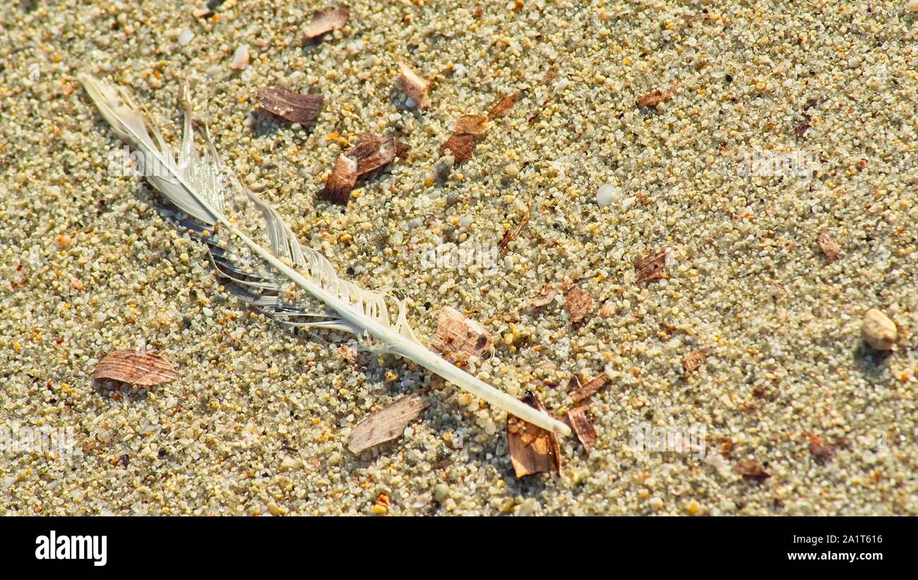 Wet feather hi-res stock photography and images - Alamy