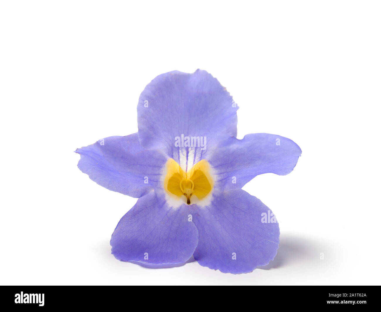 Beautiful purple flower blue Cut Out Stock Images & Pictures - Alamy