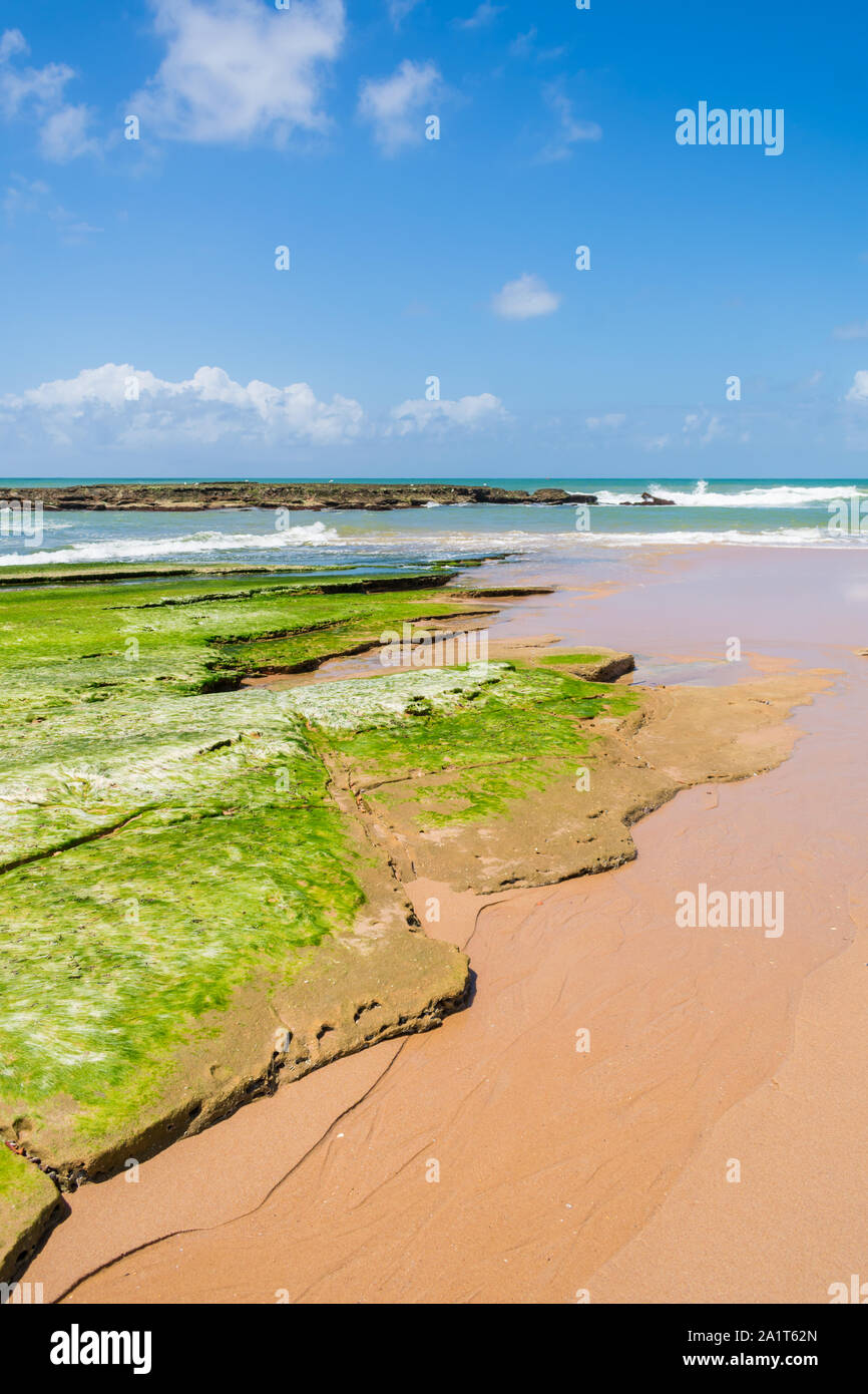 Rocky reefs covered in moss - a view of the beach in Arembepe (Bahia ...