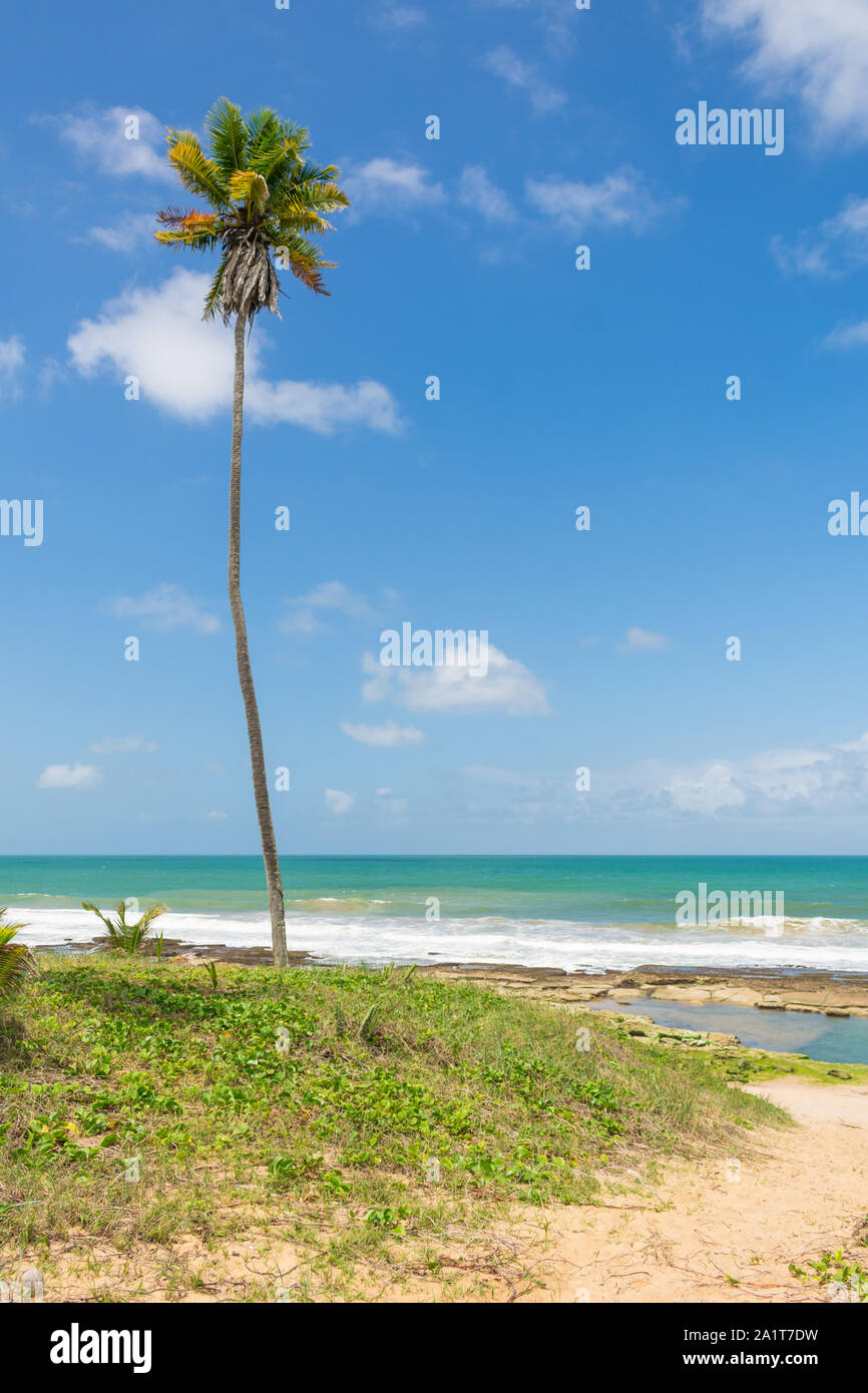 Long coconut tree at the beach near the Hippie village in Arembepe ...
