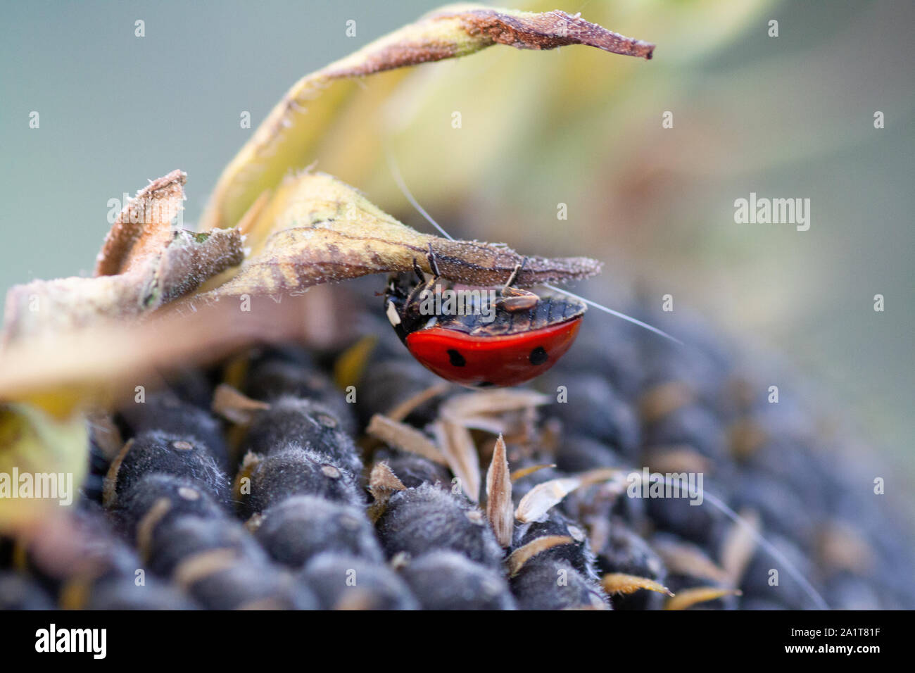 Bright red dotted ladybug on ripe black sunflower seeds in a farmer's ...