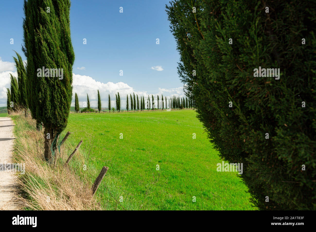 Row of Cypress Trees in a Tuscan landscape in Italy Stock Photo - Alamy