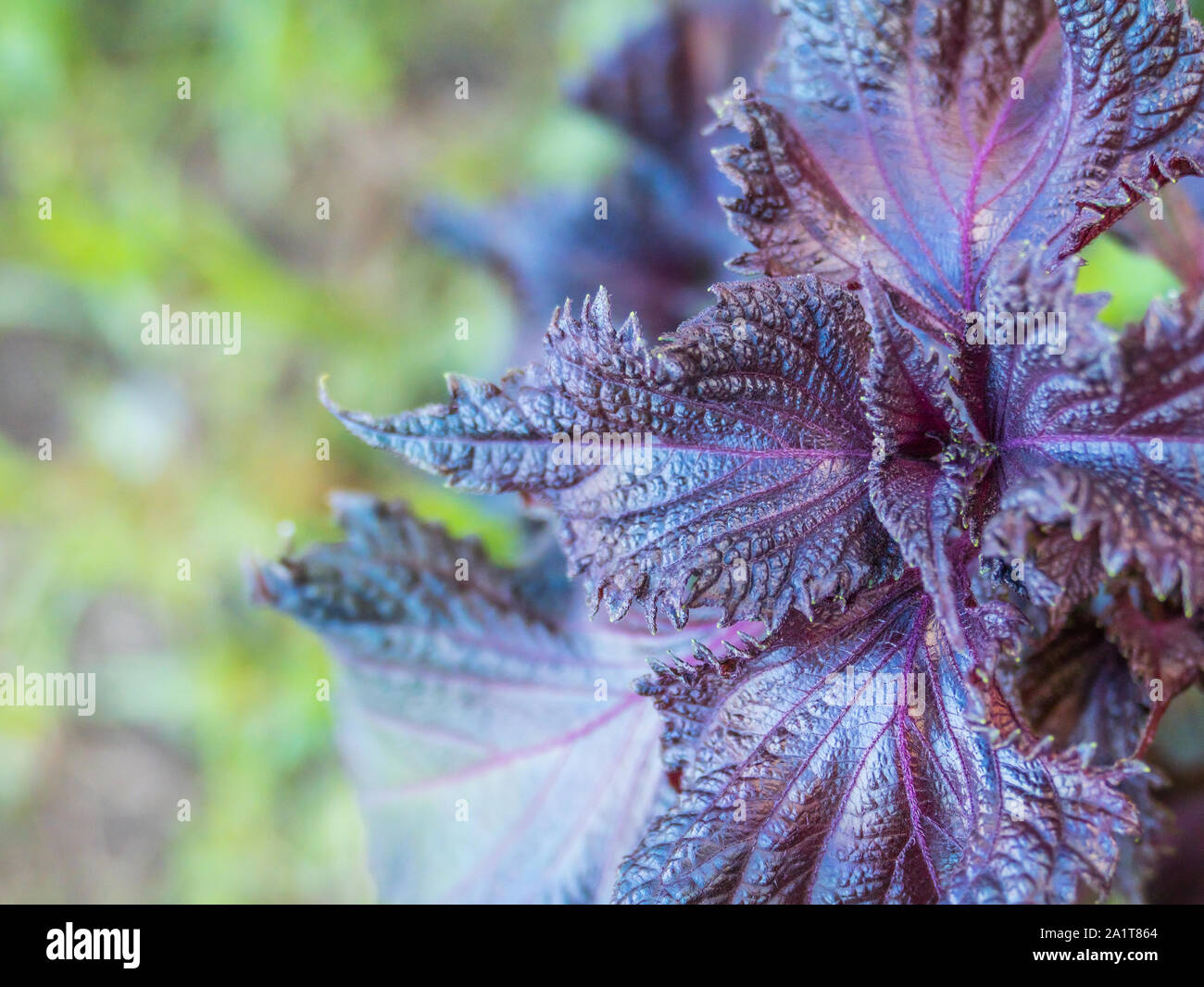Perilla frutescens hi-res stock photography and images - Alamy