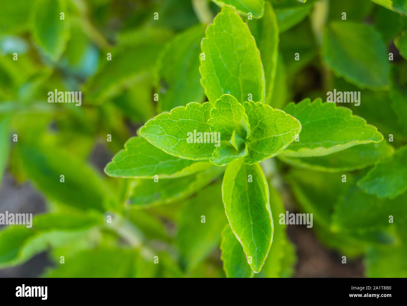 Candyleaf hi-res stock photography and images - Alamy