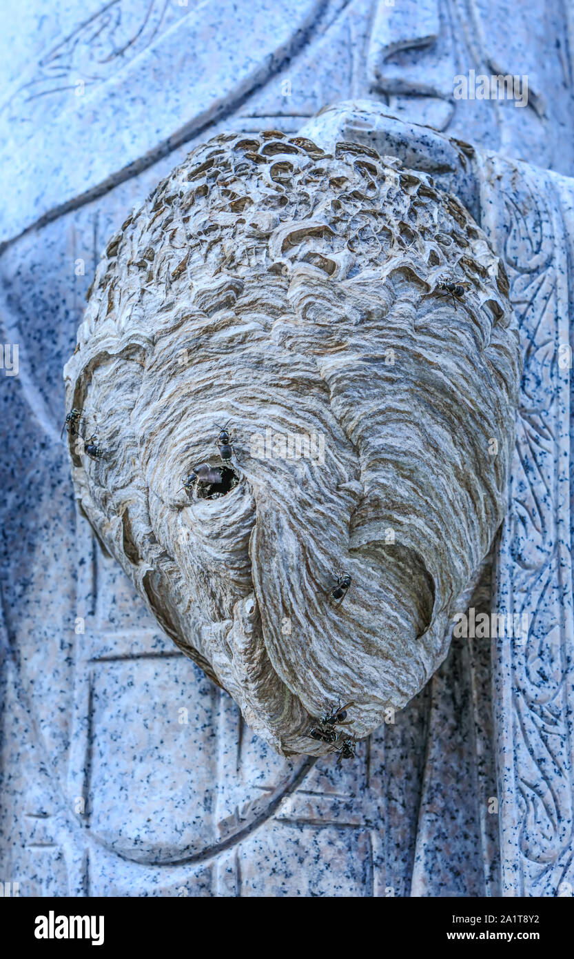 Wasp nest on the surface of a statue. Picture with a vespiary during ...