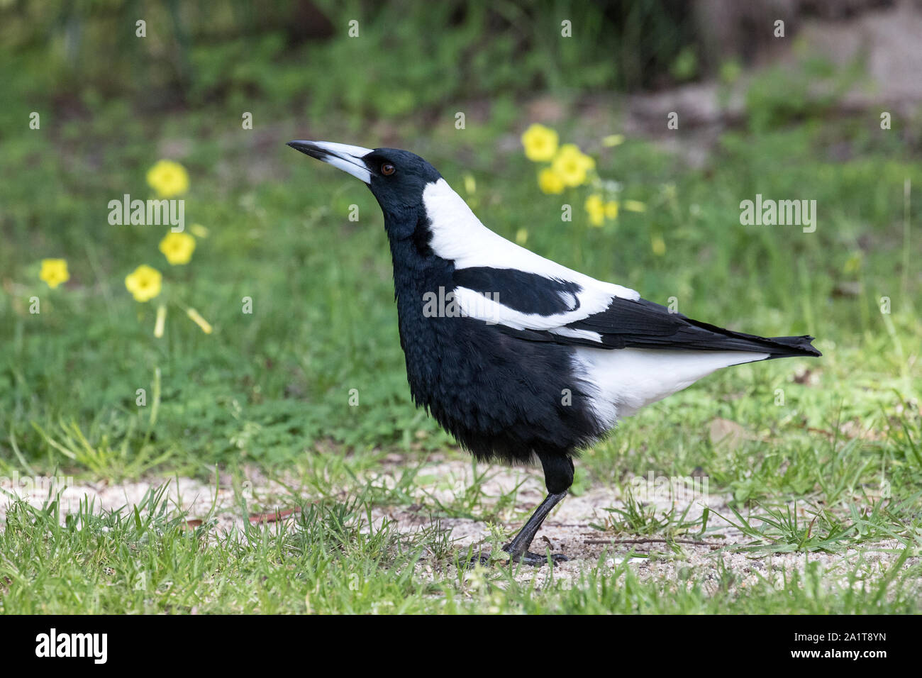 Cracticus tibicen dorsalis hi-res stock photography and images - Alamy