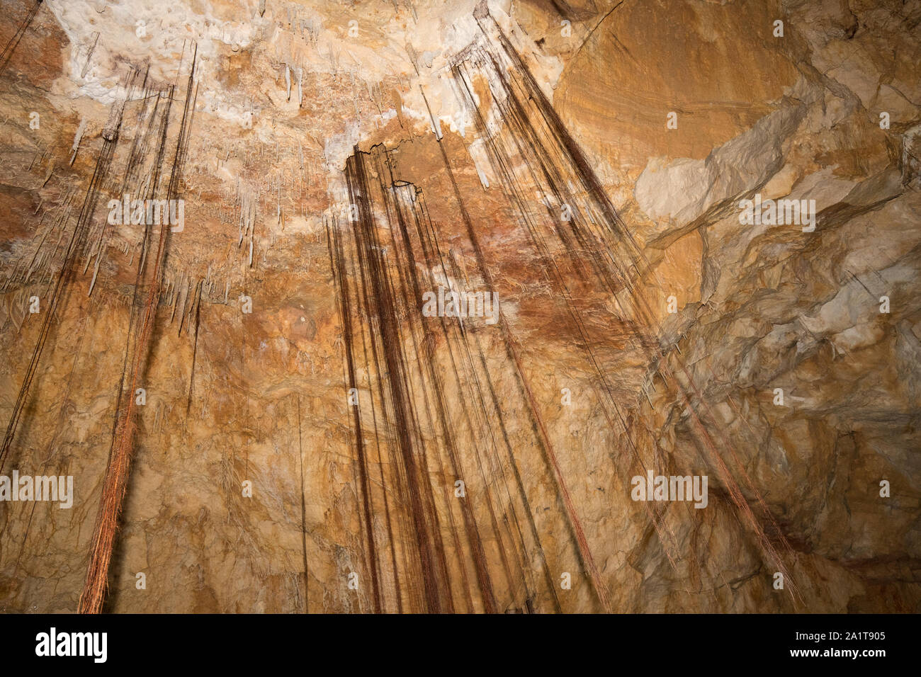 Tree Roots hanging from cave roof Stock Photo - Alamy