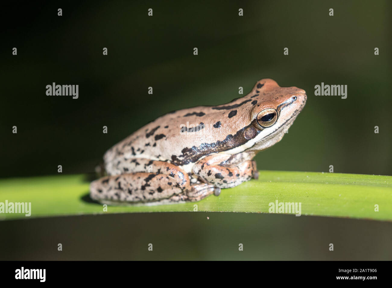 Slender Tree Frog High Resolution Stock Photography and Images - Alamy