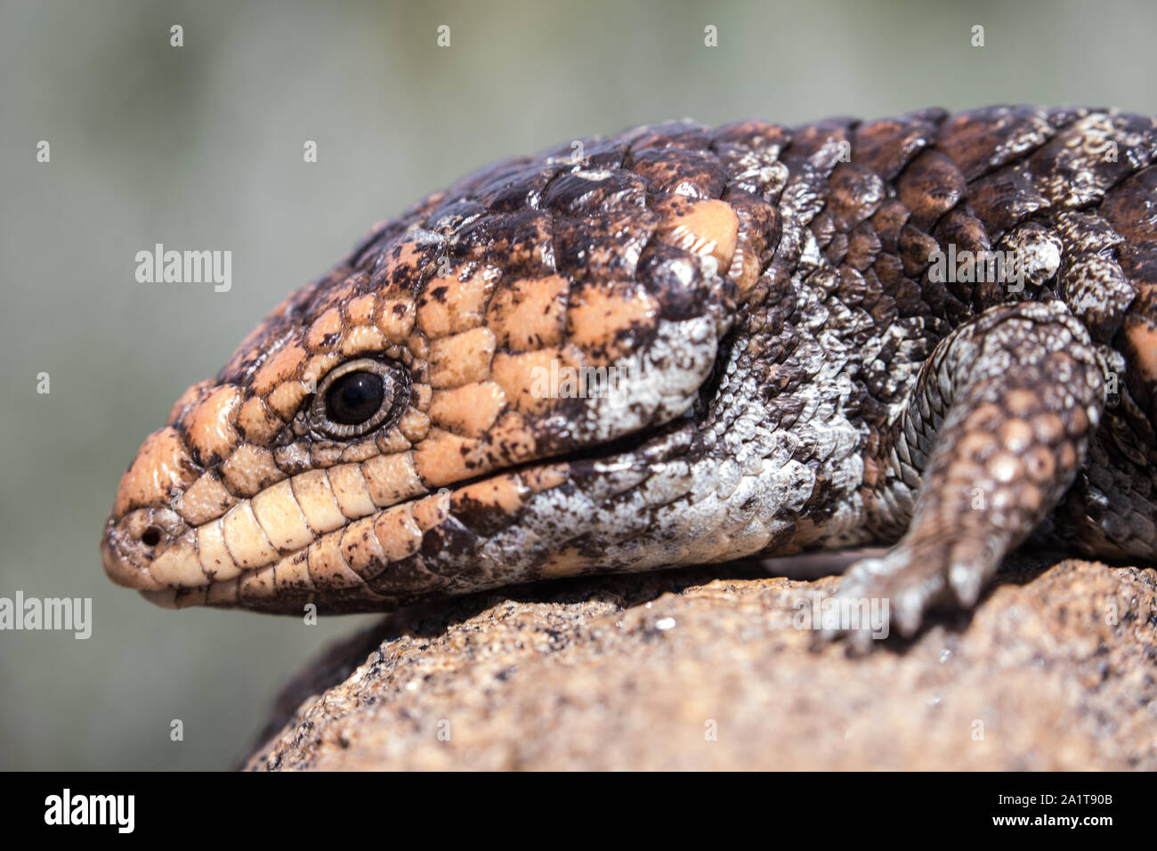 Shingle back lizard hi-res stock photography and images - Alamy