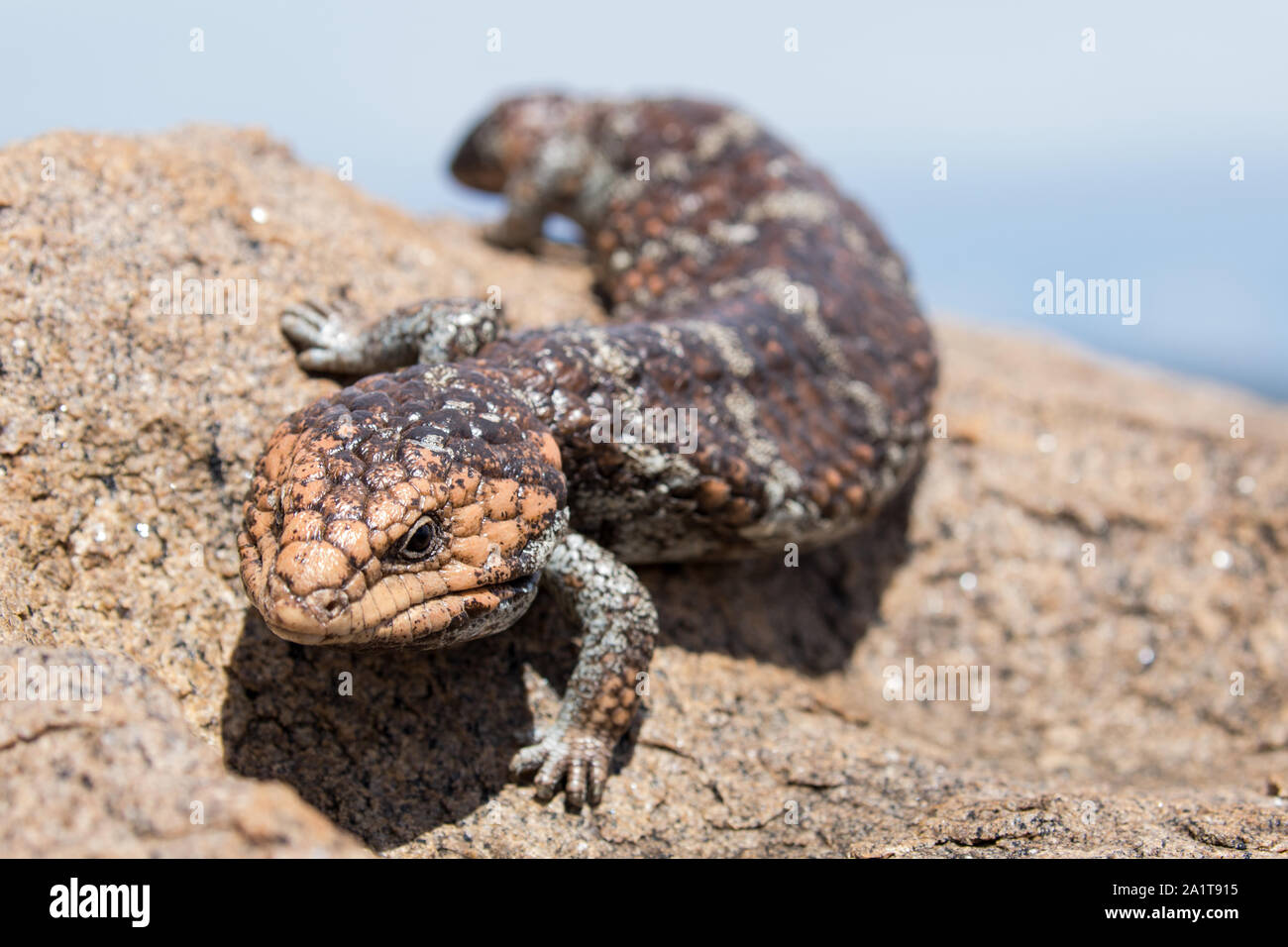 Stumpy tail skink hi-res stock photography and images - Alamy