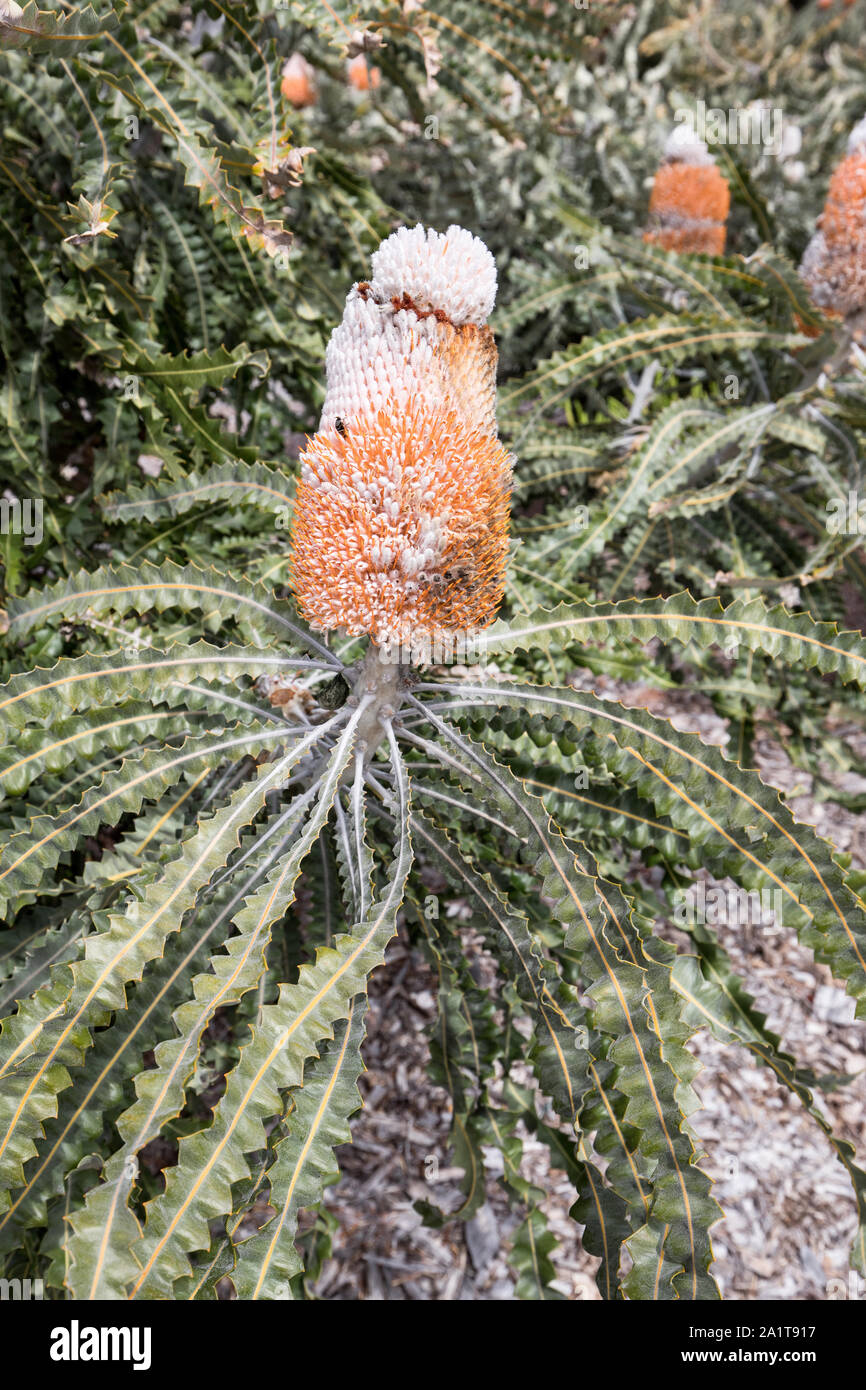 Orange or Acorn Banksia of Western Australia Stock Photo - Alamy
