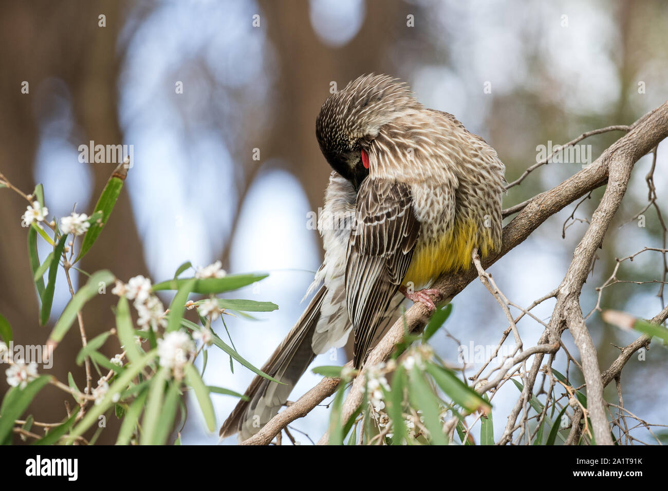 Red wattle bird hi-res stock photography and images - Alamy
