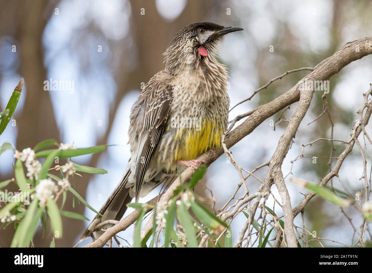 Red wattle hi-res stock photography and images - Alamy
