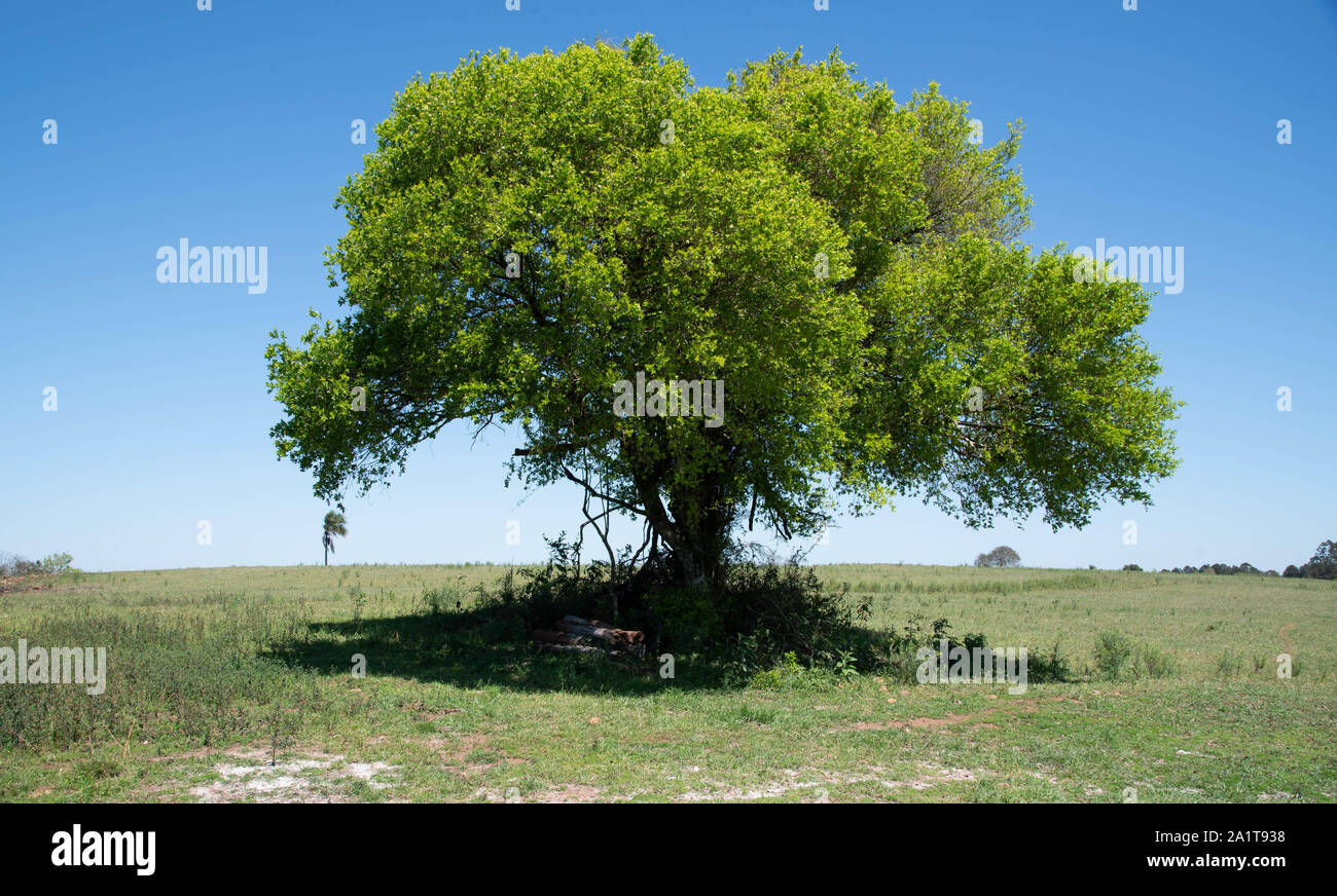 Brazil summer snow hi-res stock photography and images - Alamy