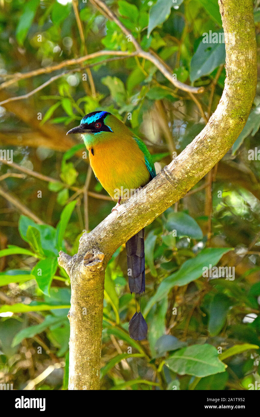 A Blue Crowned Motmot in the Forest Near Monteverde, Costa Rica Stock ...