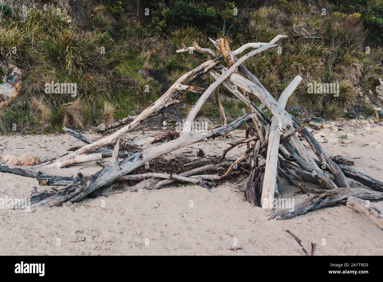 branches by the beach in rugged Australian landscape Stock Photo - Alamy