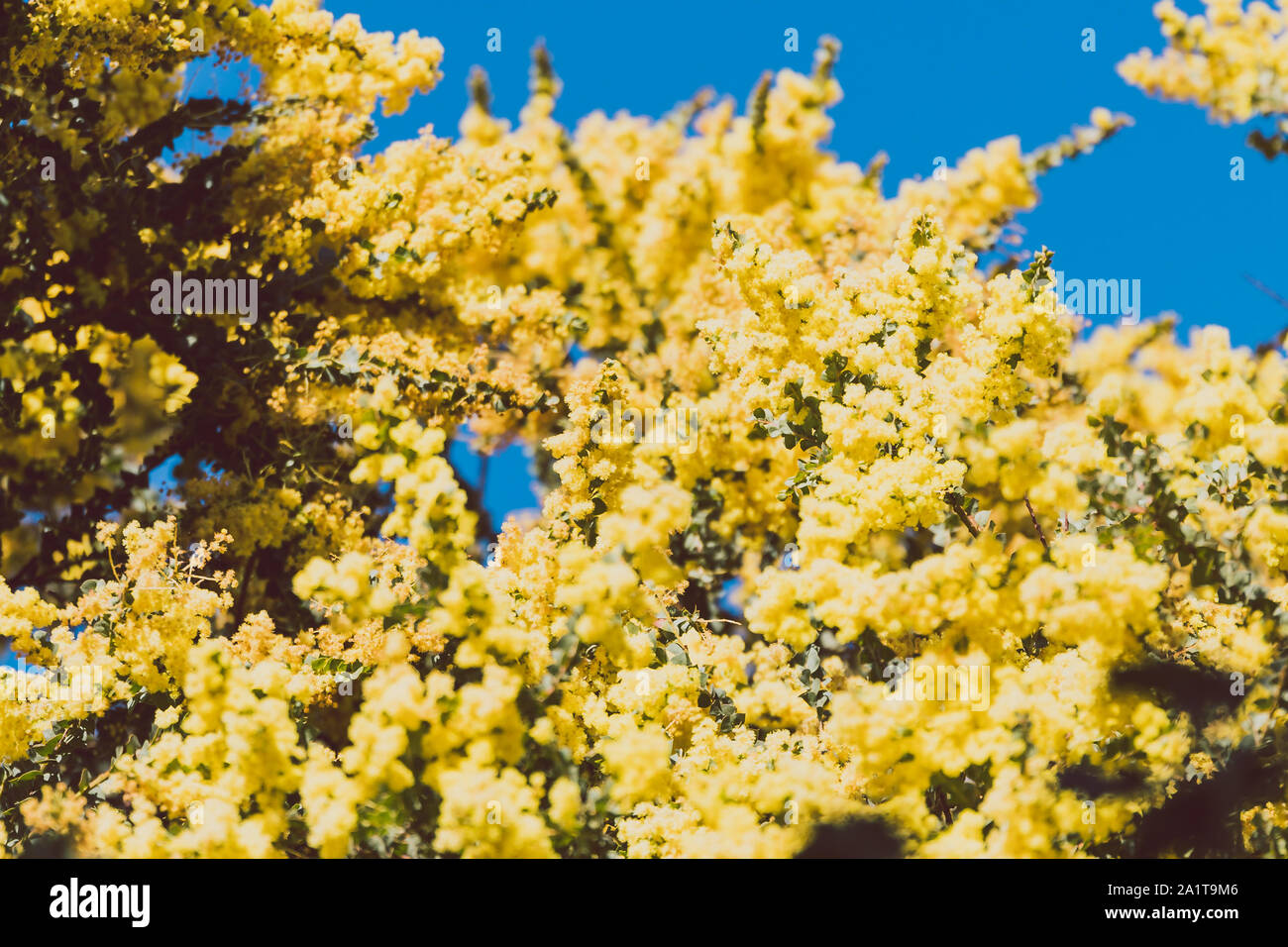native Australian wattle tree in full bloom with the typical round ...