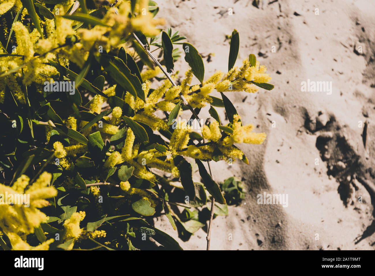 native Australian wattle tree in full bloom with the typical round ...