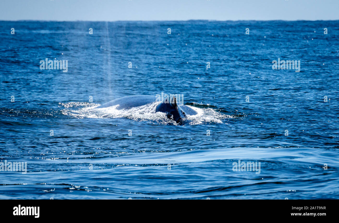 A humpback whale spouting against the blue ocean and sky Stock Photo ...