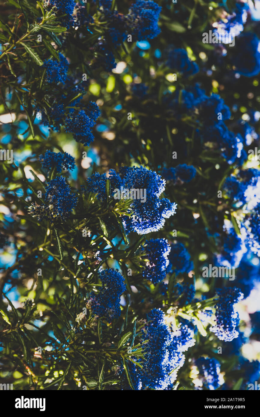 blue pacific "Ceanothus" tree with flowers in full bloom shot at ...