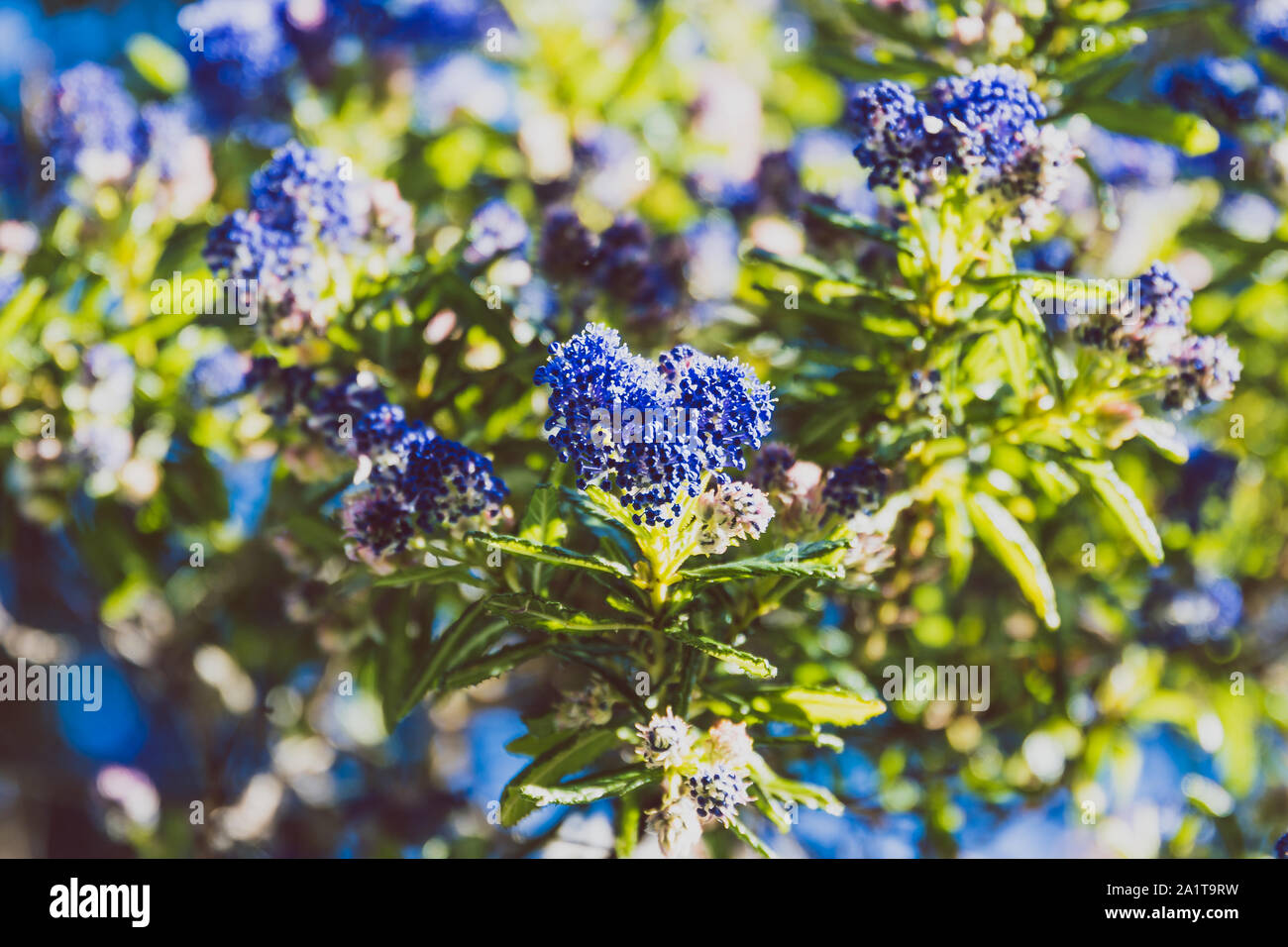 Ceanothus in full bloom hi-res stock photography and images - Alamy