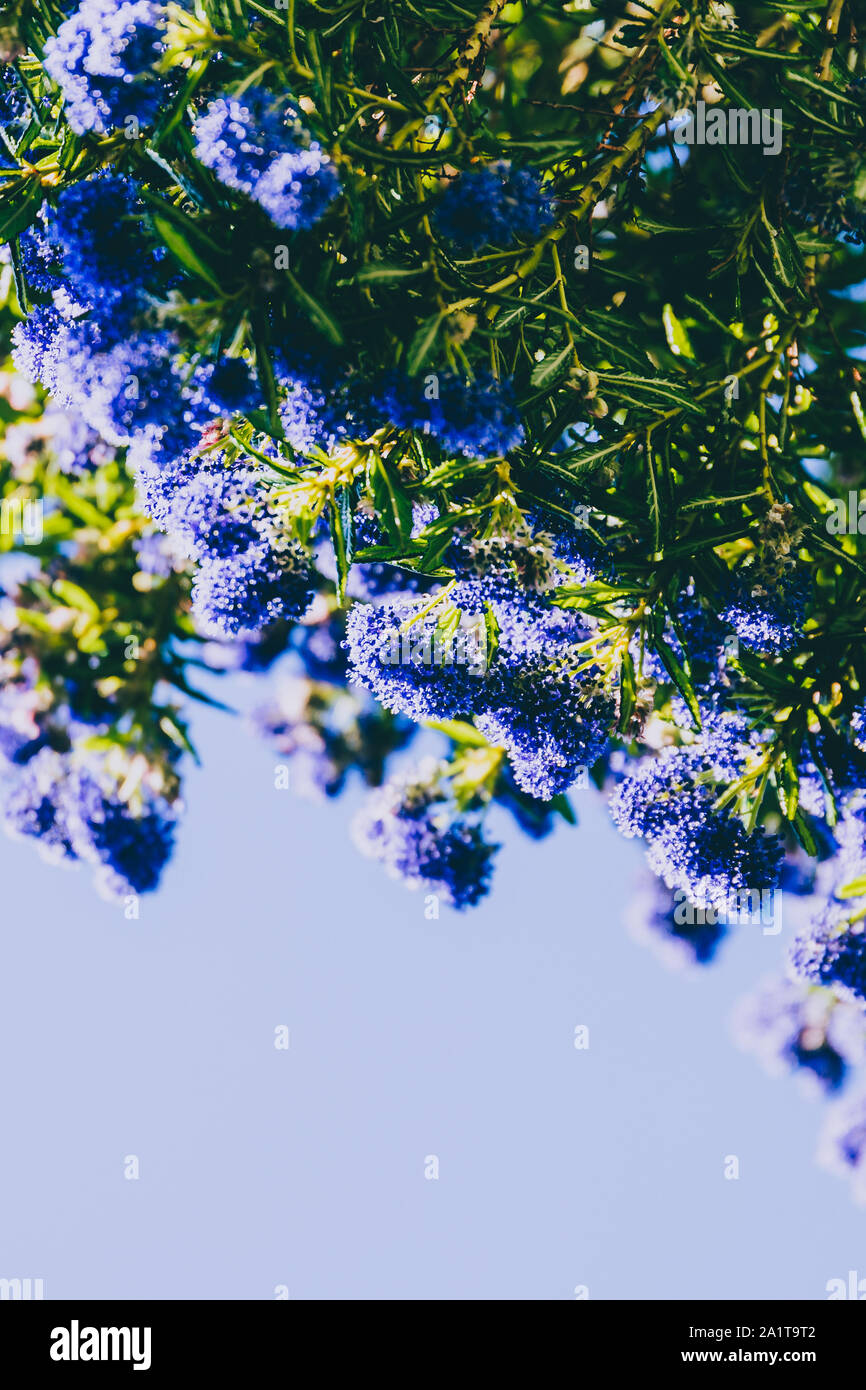 blue pacific "Ceanothus" tree with flowers in full bloom shot at ...