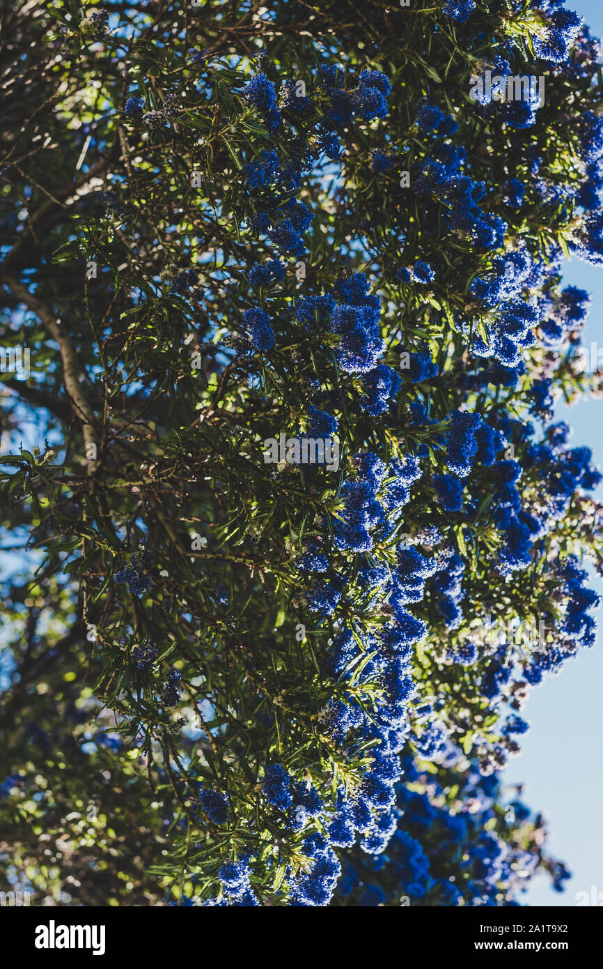 Ceanothus in full bloom hi-res stock photography and images - Alamy