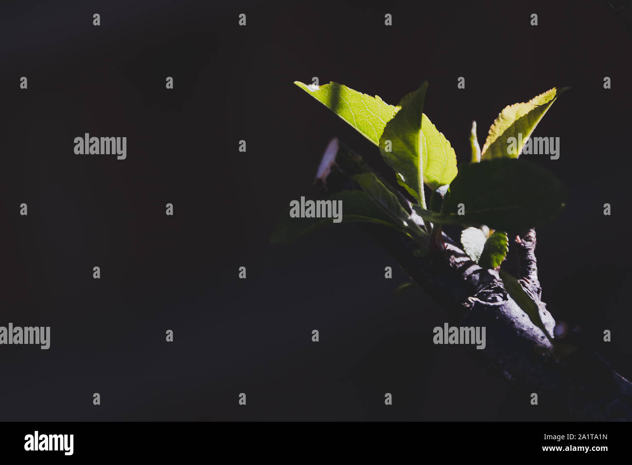 apple tree leaves close-up shot under natural light with harsh contrast ...