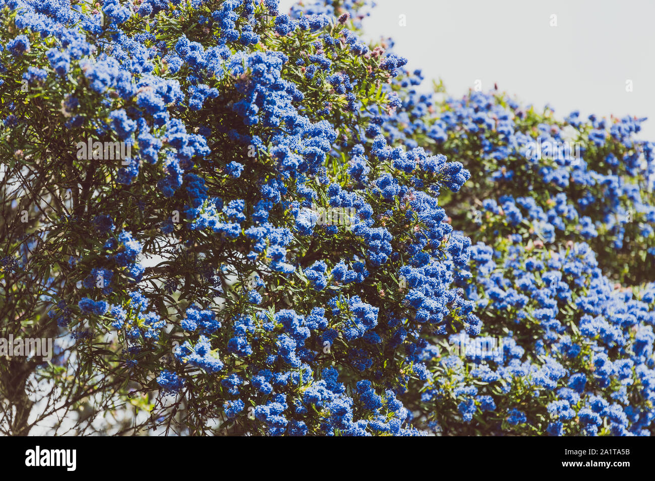 blue pacific "Ceanothus" tree with flowers in full bloom shot at ...