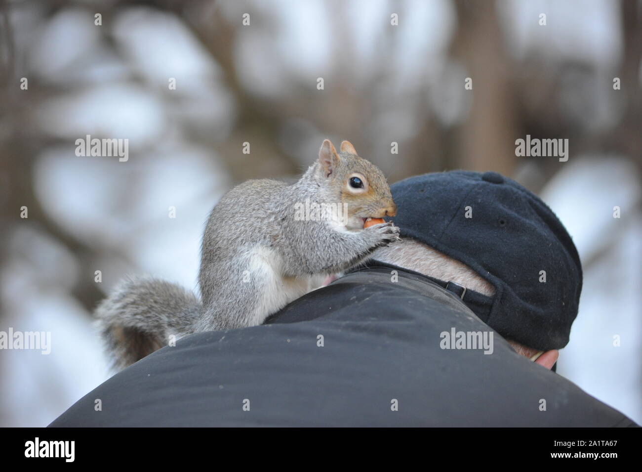 Squirrel play with a man inside the Valentino park in Turin Stock Photo ...