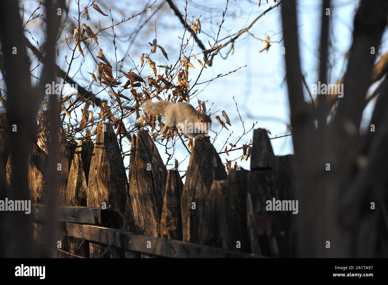 Eastern grey squirrel run hi-res stock photography and images - Alamy