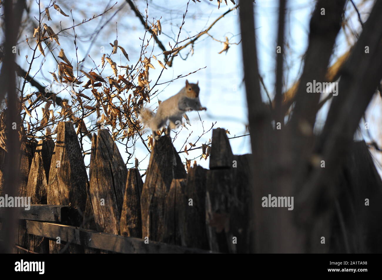 Eastern grey squirrel run hi-res stock photography and images - Alamy