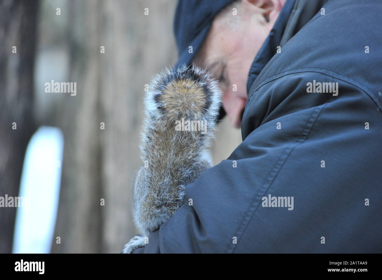Squirrel play with a man inside the Valentino park in Turin Stock Photo ...