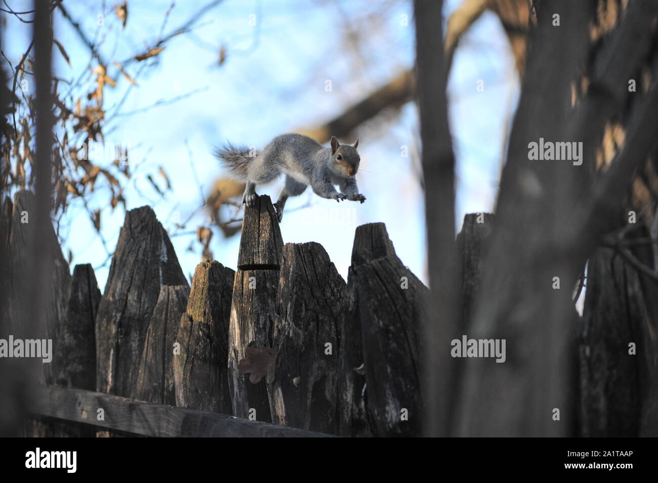 Eastern grey squirrel run hi-res stock photography and images - Alamy