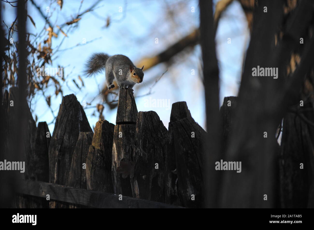 "Flying" squirrel run on the Valentino park trees Stock Photo - Alamy